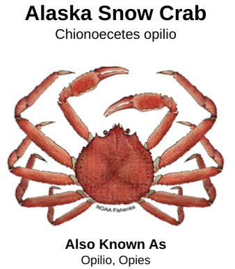 Seafood Media Group - Worldnews - Alaska snow crab season canceled after billions of crabs disappear